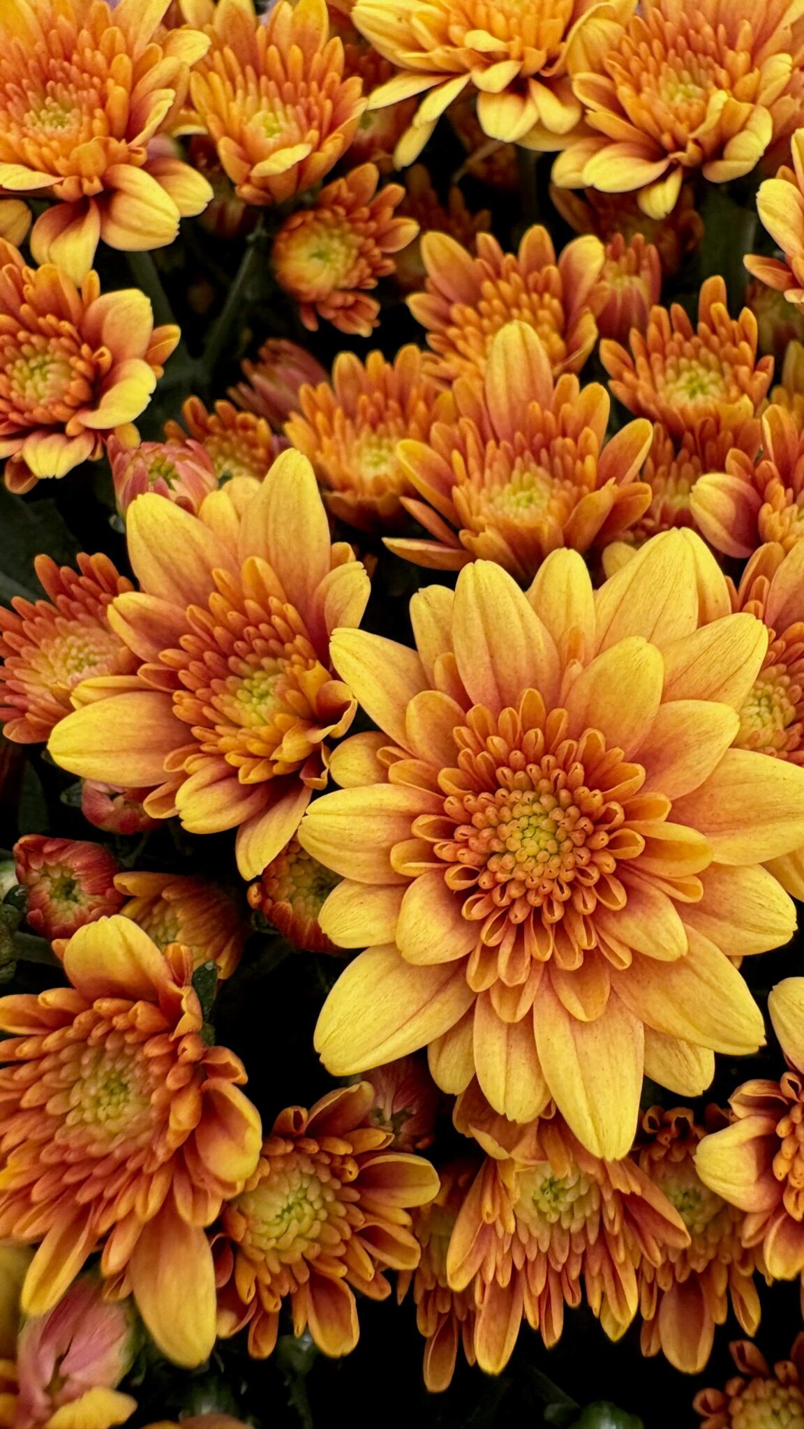 37+ Cozy Free Fall Wallpapers to Warm Your Heart This Season