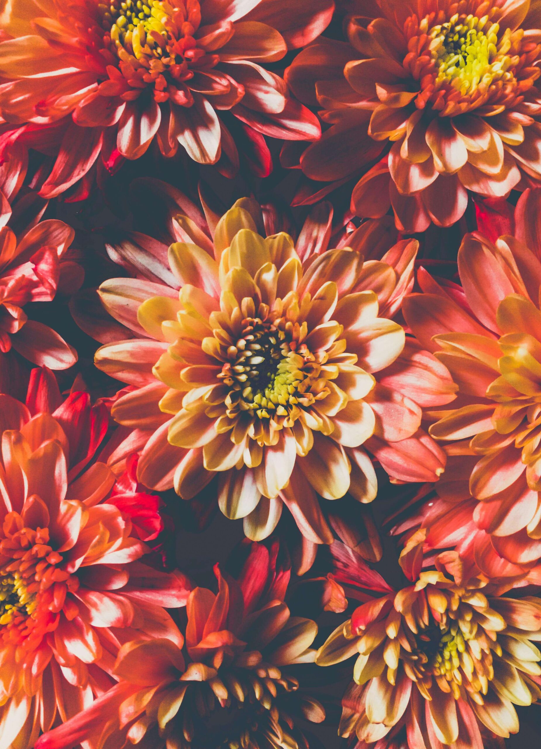 37+ Cozy Free Fall Wallpapers to Warm Your Heart This Season