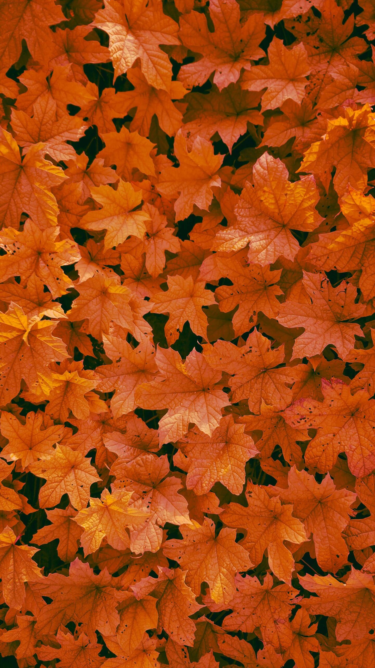 37+ Cozy Free Fall Wallpapers to Warm Your Heart This Season