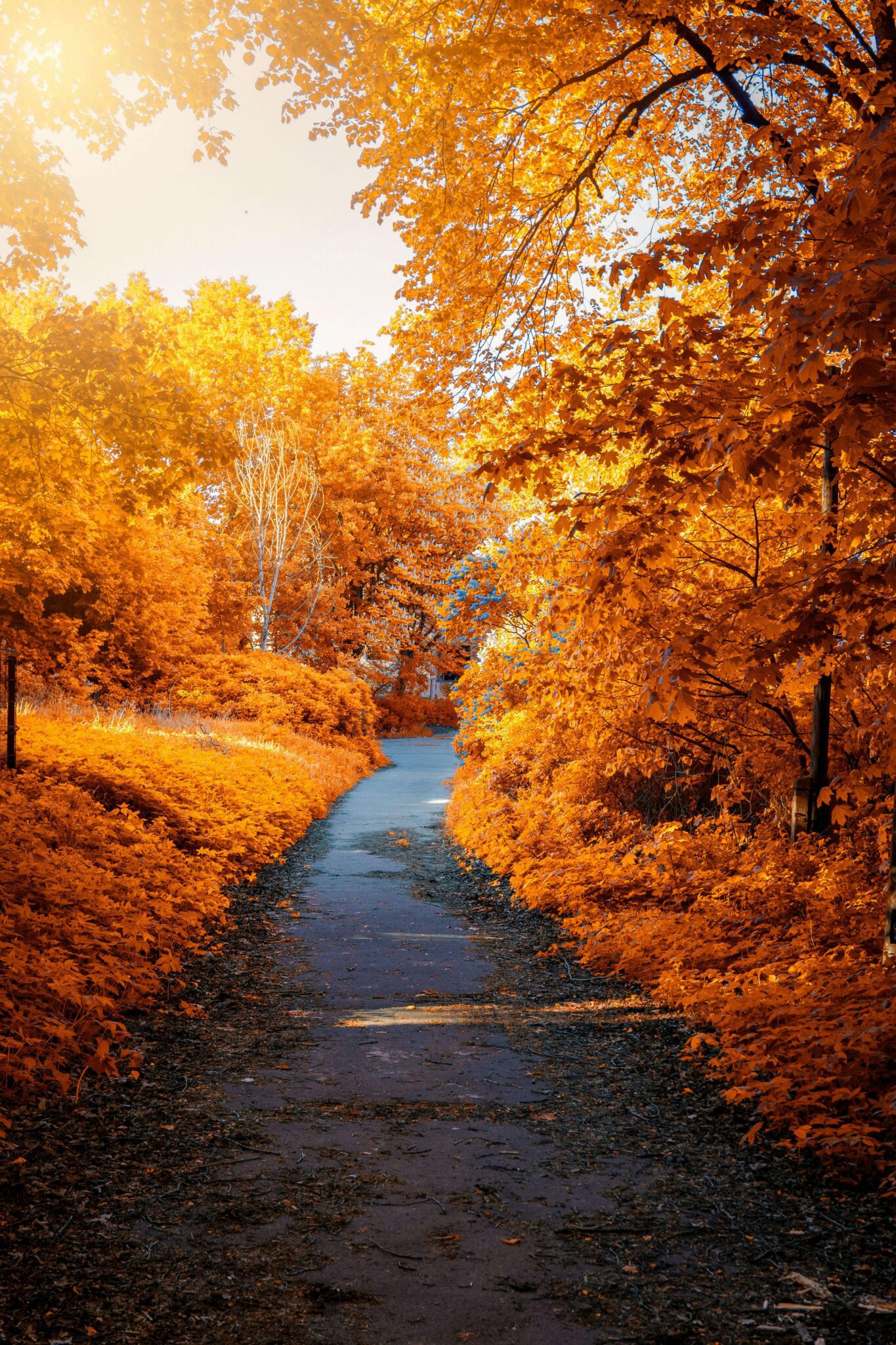 37+ Cozy Free Fall Wallpapers to Warm Your Heart This Season