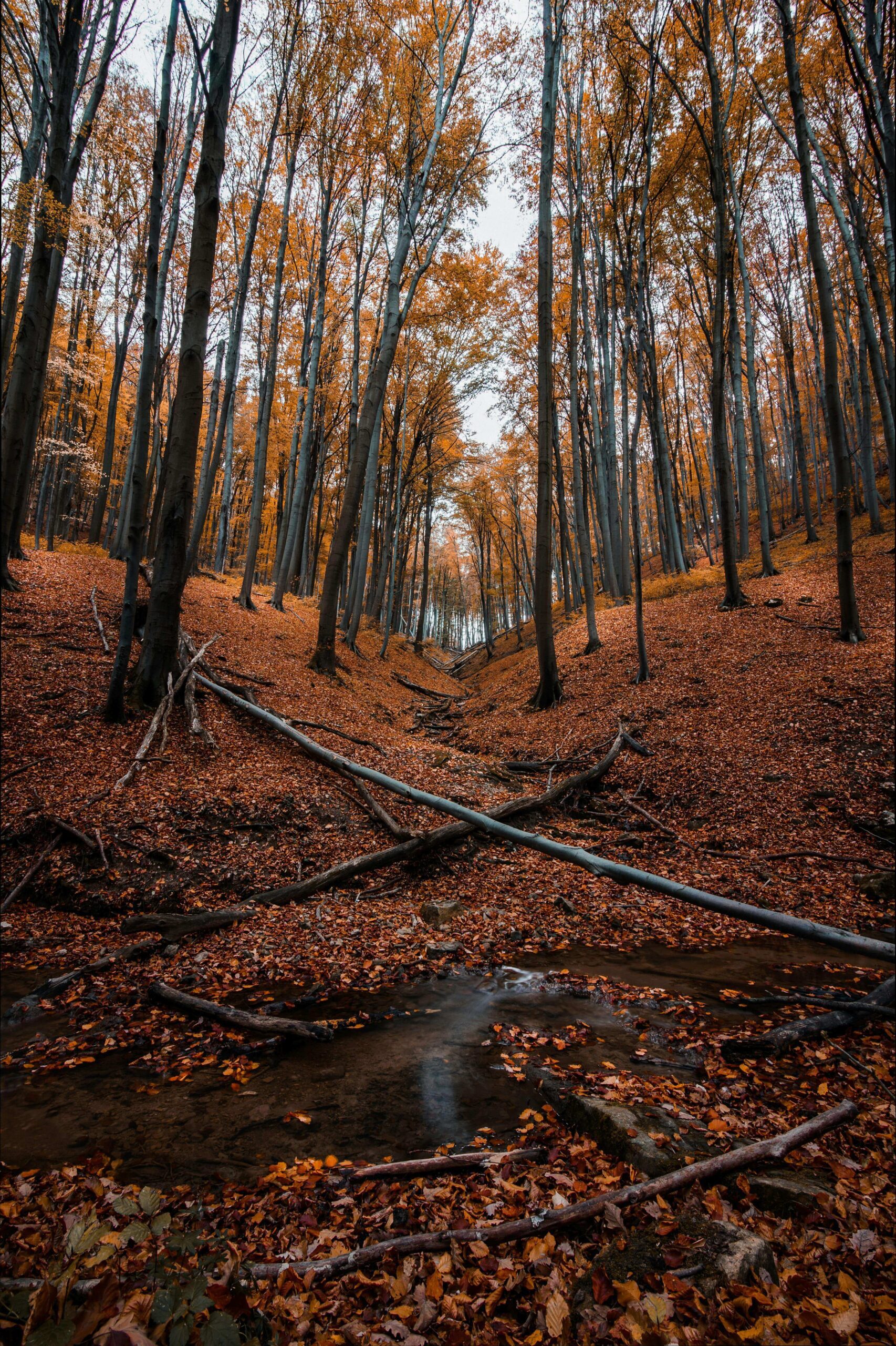 37+ Cozy Free Fall Wallpapers to Warm Your Heart This Season